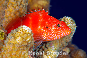 Redbarred Hawkfish, Cirrhitops fasciatus