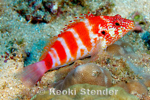 Redbarred Hawkfish, Cirrhitops fasciatus
