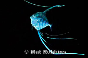 Threadfin Jack, Kagami Ulua, Alectis ciliaris