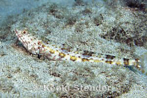 Clearfin Lizardfish, Synodus dermatogenys
