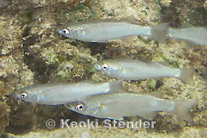 Sharpnose Mullet, Uouoa, Neomyxus leuciscus
