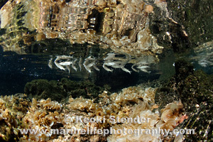 Sharpnose Mullet, Uouoa, Neomyxus leuciscus