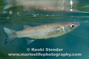 Sharpnose Mullet, Uouoa, Neomyxus leuciscus