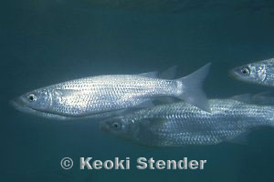 Sharpnose Mullet, Uouoa, Neomyxus leuciscus