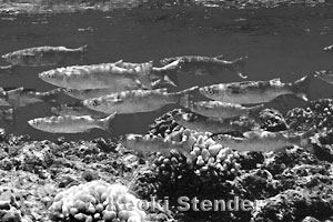 Sharpnose Mullet, Uouoa, Neomyxus leuciscus