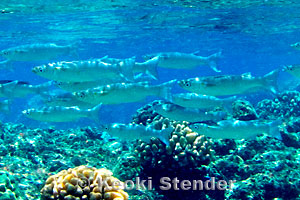 Sharpnose Mullet, Uouoa, Neomyxus leuciscus