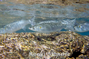 Sharpnose Mullet, Uouoa, Neomyxus leuciscus