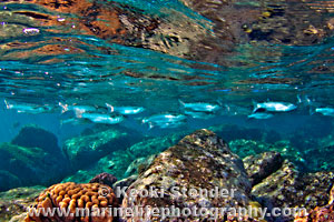 Sharpnose Mullet, Uouoa, Neomyxus leuciscus
