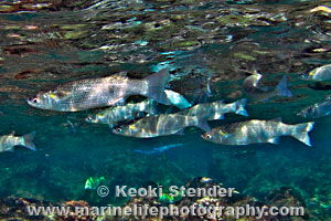 Sharpnose Mullet, Uouoa, Neomyxus leuciscus