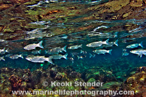 Sharpnose Mullet, Uouoa, Neomyxus leuciscus
