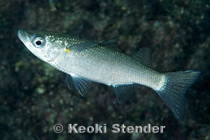 Sharpnose Mullet, Uouoa, Neomyxus leuciscus