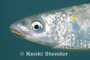 Sharpnose Mullet, Uouoa, Neomyxus leuciscus