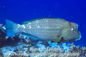 Bumphead Parrotfish, Bolbometopon muricatum