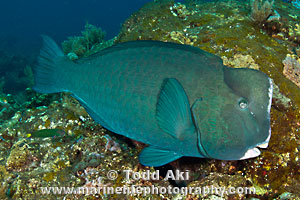 Bumphead Parrotfish, Bolbometopon muricatum