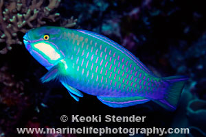 Bleeker's Parrotfish, Chlorurus bleekeri