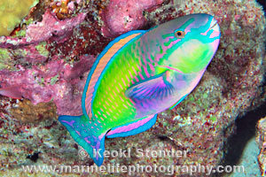 Japanese Parrotfish, Chlorurus japanensis