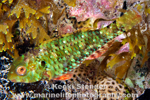 Redband Parrotfish, Sparisoma aurofrenatum