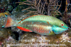 Redband Parrotfish, Sparisoma aurofrenatum
