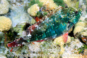 Redband Parrotfish, Sparisoma aurofrenatum