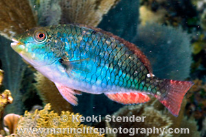 Redband Parrotfish, Sparisoma aurofrenatum