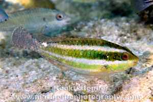 Redband Parrotfish, Sparisoma aurofrenatum