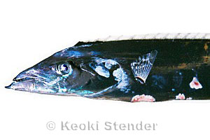 Razorback Scabbardfish, Tachiuo, Assurger anzac