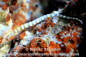 Scribbled Pipefish, Corythoichthys intestinalis