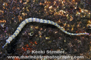 Scribbled Pipefish, Corythoichthys intestinalis