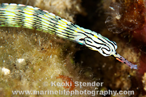 Pipefishes, Seahorses, & Shrimpfishes, Family Syngnathidae ...