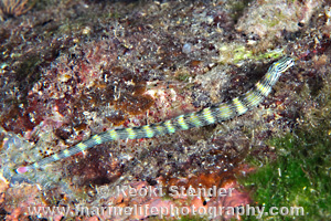 Scribbled Pipefish, Corythoichthys intestinalis