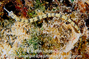 Scribbled Pipefish, Corythoichthys intestinalis
