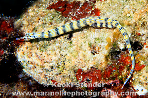 Scribbled Pipefish, Corythoichthys intestinalis