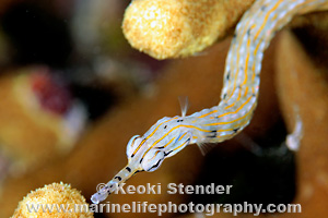 Scribbled Pipefish, Corythoichthys intestinalis