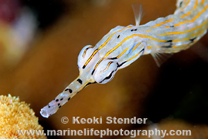 Scribbled Pipefish, Corythoichthys intestinalis