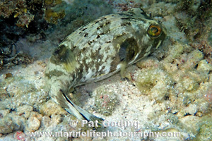 Immaculate Puffer, Arothron immaculatus