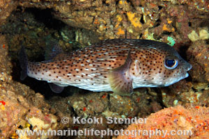 Spotted Porcupinefish, Diodon hystrix