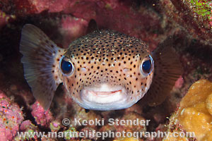 Spotted Porcupinefish, Diodon hystrix