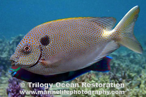 Gold-spotted Rabbitfish, Siganus punctatus