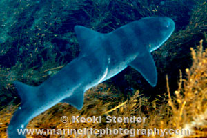 Banded Houndshark, Dochizame, Triakis scyllium
