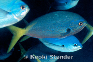 Red-belly Fusilier, Caesio cuning