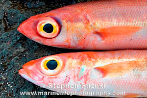 Karnella's Rover or Pink Opelu, Emmelichthys karnellai