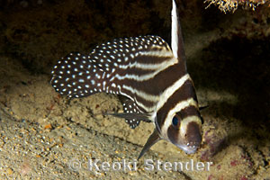 Spotted Drum, Equetus punctatus