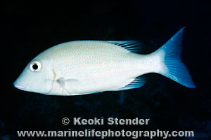 Emperors & Porgies, Family Lethrinidae & Sparidae