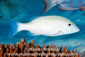 Orange-striped Emperor, Lethrinus obsoletus
