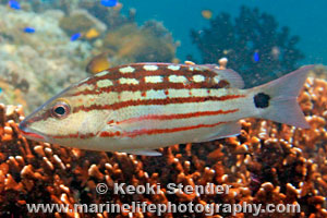 Snappers, Family Lutjanidae