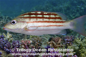 Checkered Snapper, Lutjanus decussatus