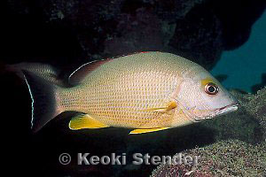 Blacktail Snapper, Lutjanus fulvus