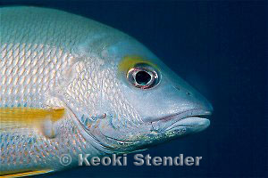 Blacktail Snapper, Lutjanus fulvus