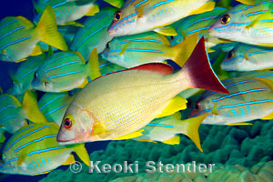 Blacktail Snapper, Lutjanus fulvus