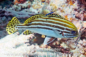 Grunts & Sweetlips, Family Haemulidae